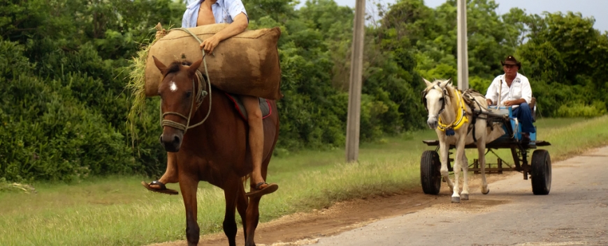 Horse Pictures in Cuba: Photo series | insightCuba
