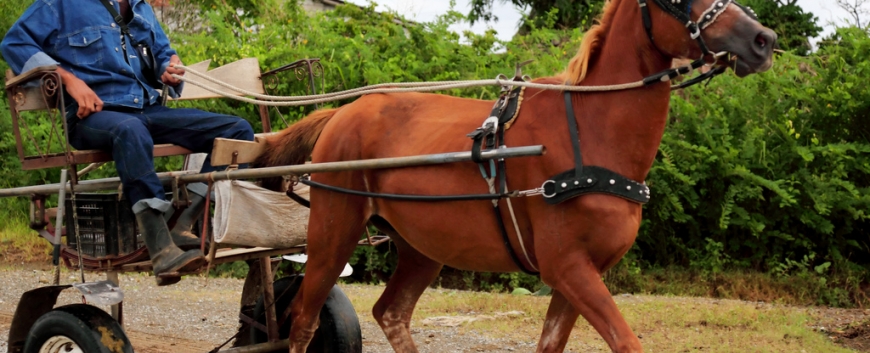Horse Pictures in Cuba: Photo series | insightCuba